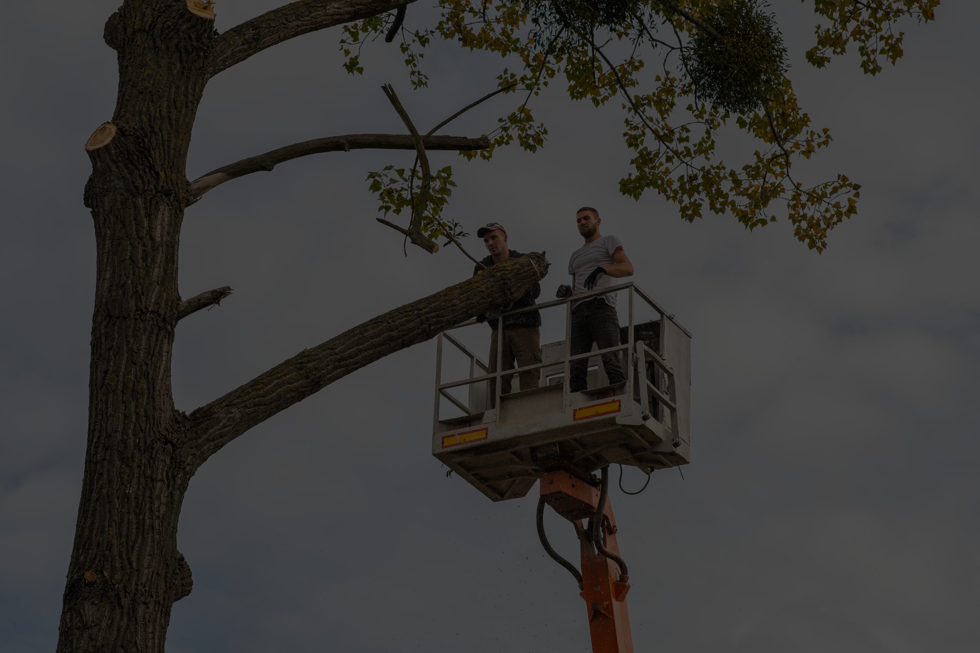 Best Tree Removal Rochester NY | Bills Tree Removal